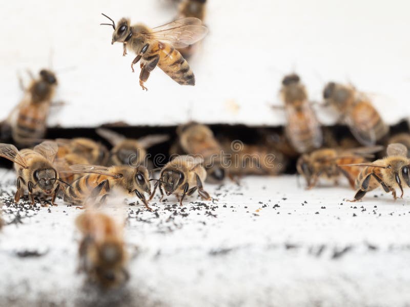 Close Up Bees in a Beehive on a Natural Farm Stock Photo - Image of ...