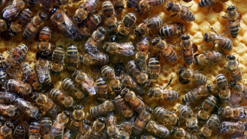 Close-Up of Bees Entering a Beehive: Fascinating View of Busy Honey ...