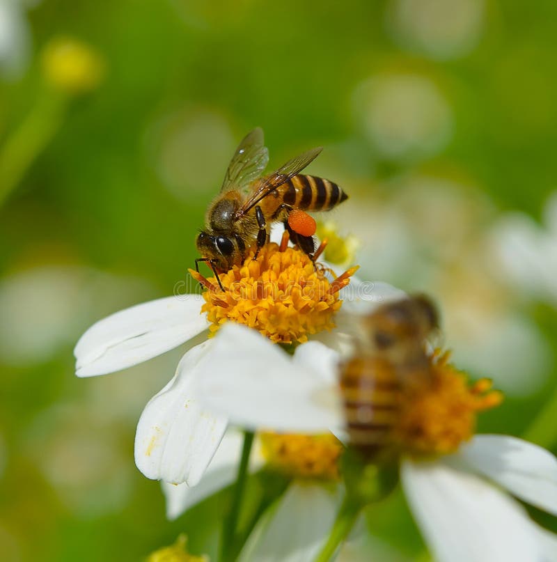 Bees and Flower stock image. Image of flora, busy, petal - 70028321