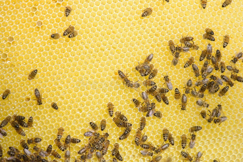 Close up bees in hive stock image. Image of moving, macro - 263004691