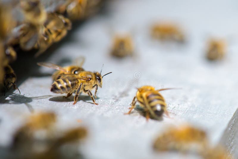 Close up bees in hive stock image. Image of moving, macro - 263004691
