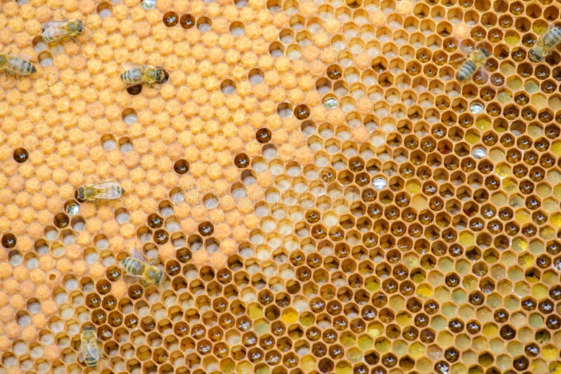 Close up bees in hive stock image. Image of moving, macro - 263004691