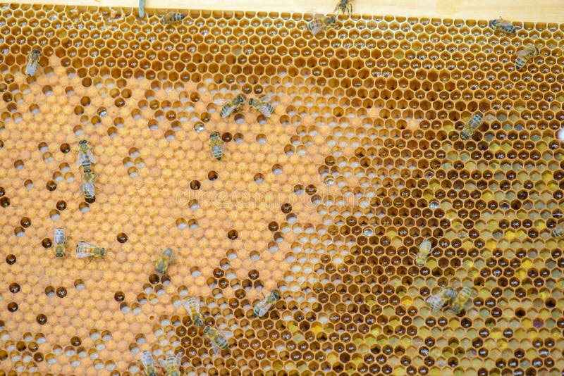 Close up bees in hive stock image. Image of moving, macro - 263004691