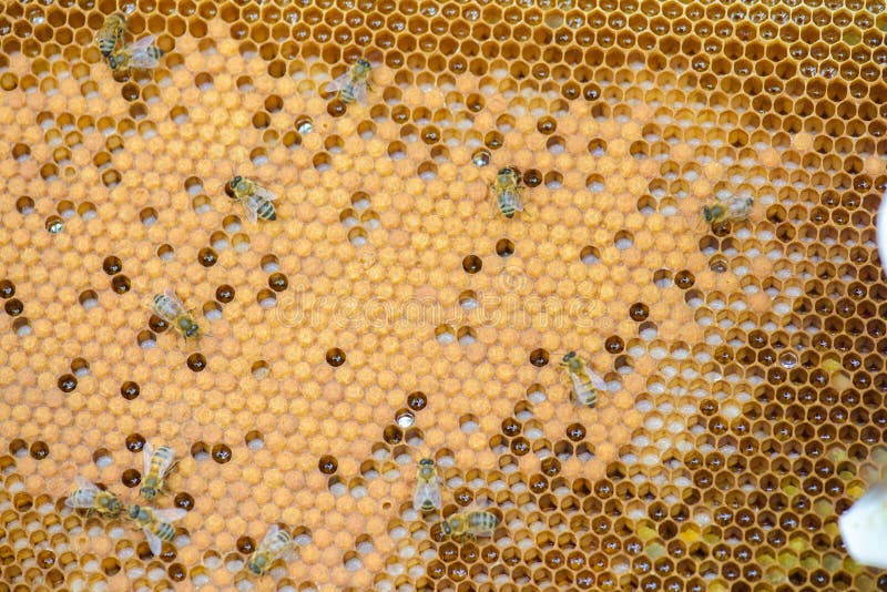 Close up bees in hive stock image. Image of moving, macro - 263004691