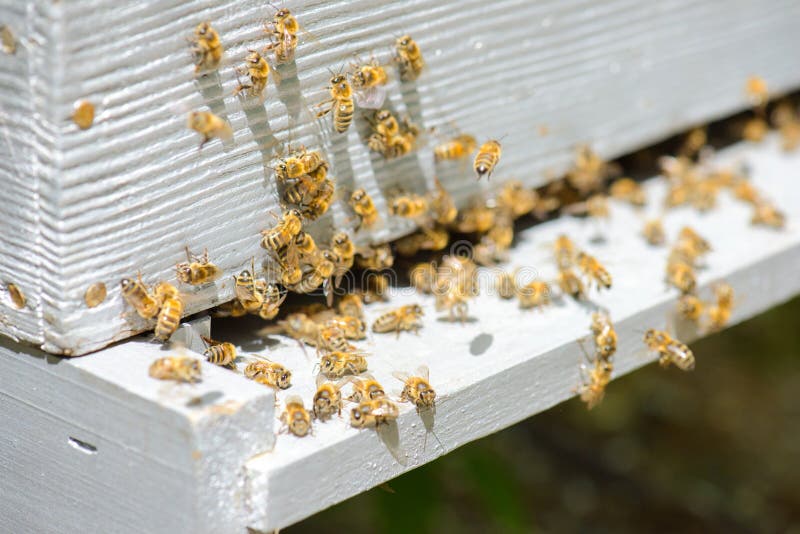 Close up bees in hive stock image. Image of moving, macro - 263004691