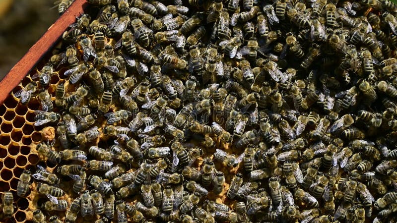 Bee Hive, Bee Colony Flying Around Beehive, Slow Motion. Organic Bio ...