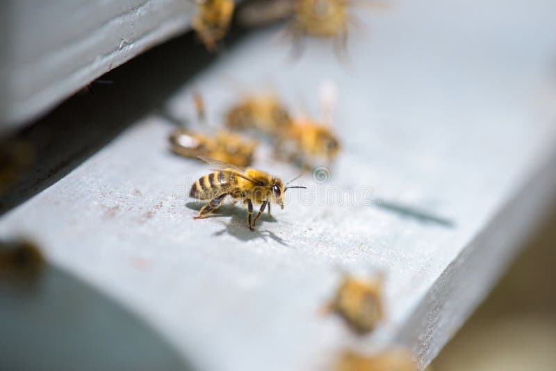 Close up bees in hive stock image. Image of moving, macro - 263004691