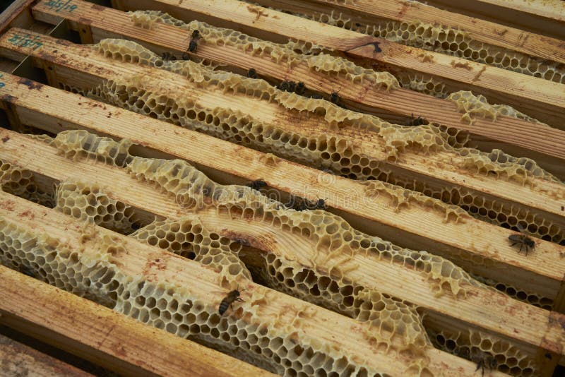 Close Up of Bees Inside Beehive Stock Image - Image of cell, organic ...