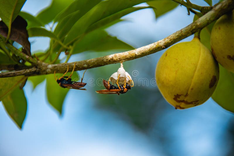 Bees on Nutmeg Tree in Banda Islands, Maluku Stock Image - Image of ...