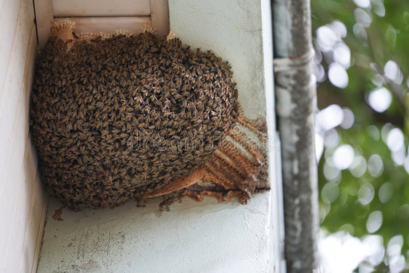 Bees Swarming on a Honeycomb on Outside Building Stock Photo - Image of ...