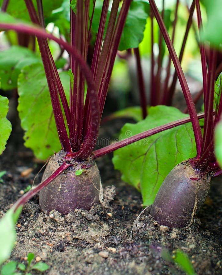 Close-up of Beet Grows Emerging from Soil in a Garden Bed Stock Photo ...