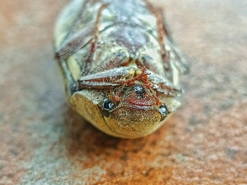 Close-up of a Beetle: Detailed Texture and Rustic Mood Stock Photo ...