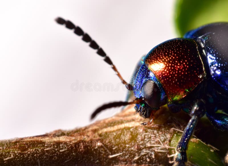 Close-up the beetle heads stock photo. Image of elytra - 155795180