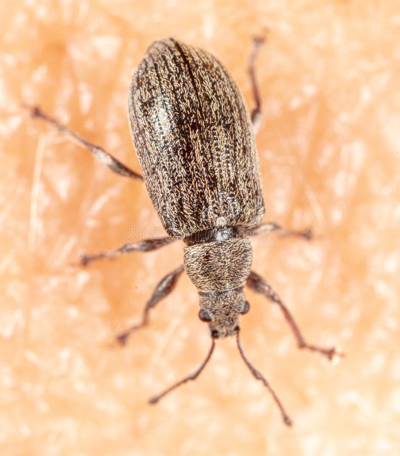 Close-up of a Beetle on Human Skin. Stock Image - Image of skin, animal ...