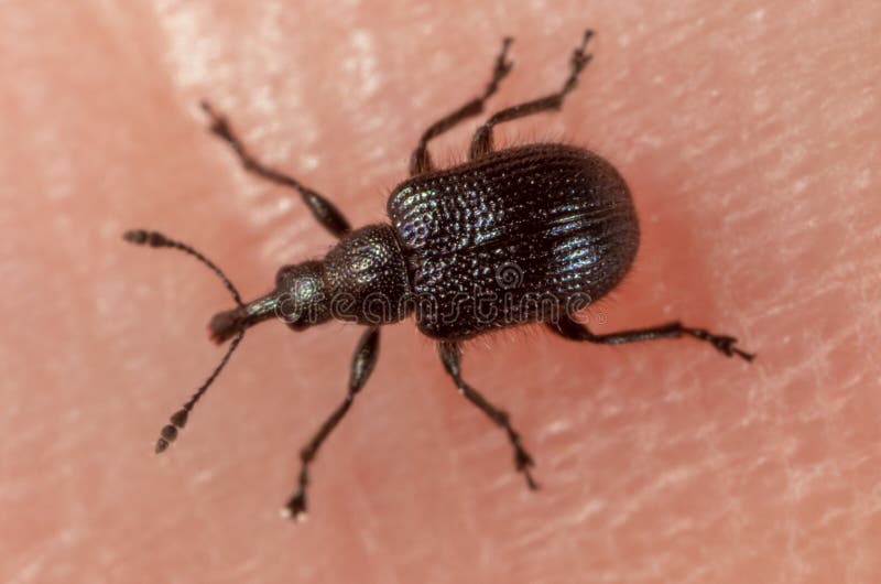 Close-up of a Beetle on Human Skin. Stock Image - Image of hand ...