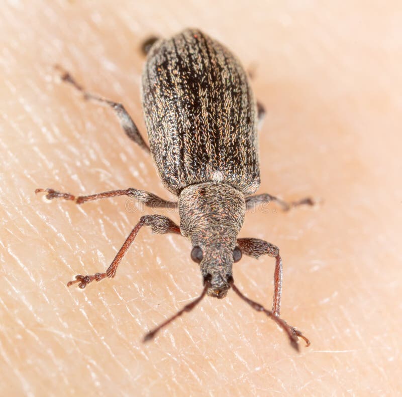 Close-up of a Beetle on Human Skin. Stock Image - Image of pest, brown ...