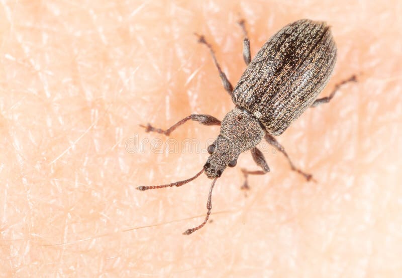 Close-up of a Beetle on Human Skin. Stock Photo - Image of close ...