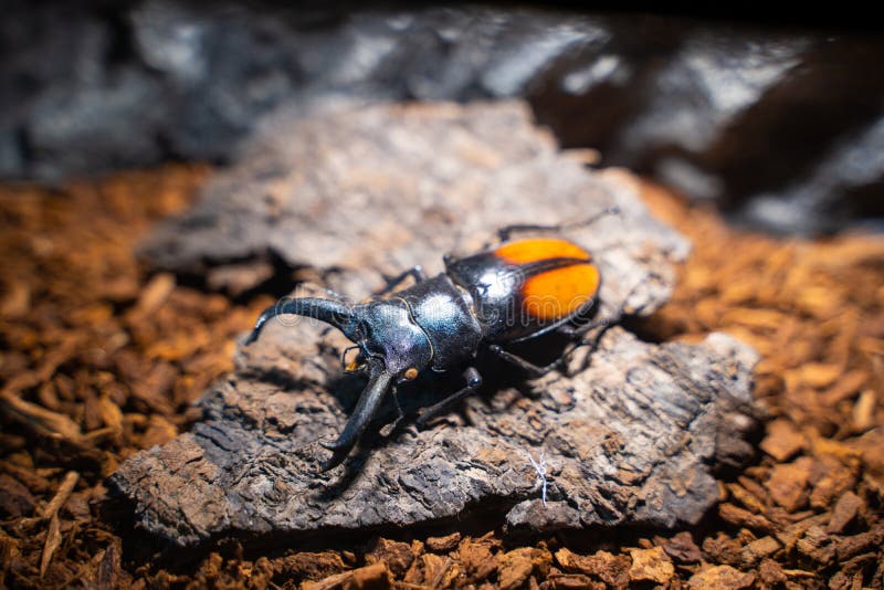 Close Up Beetle Insect Staff For Show Stock Photo - Image of animal ...