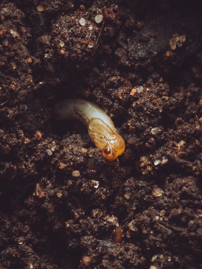 A Close-up of a Beetle Larvae Stock Image - Image of beetle, insect ...