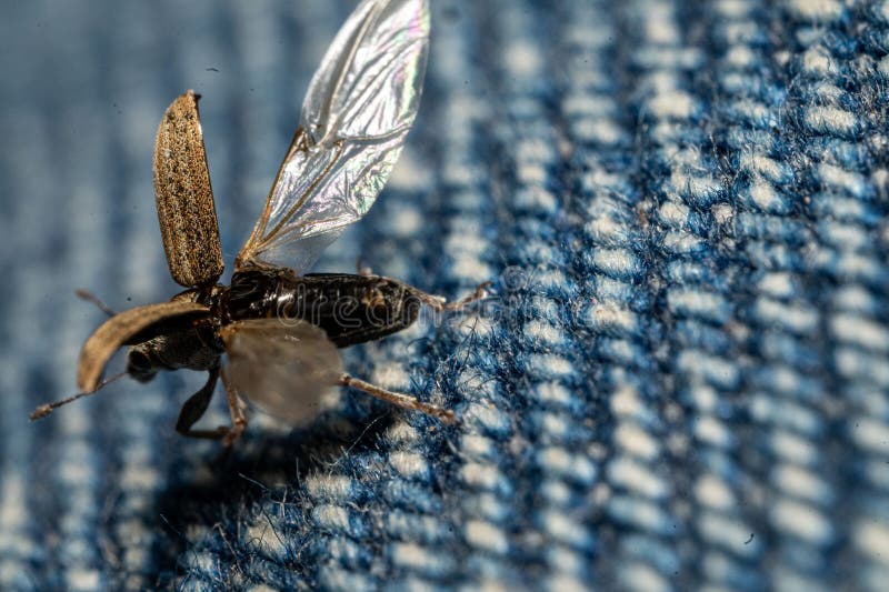 Close-up of a Beetle with Open Wings on a Blue Textured Fabric Surface ...