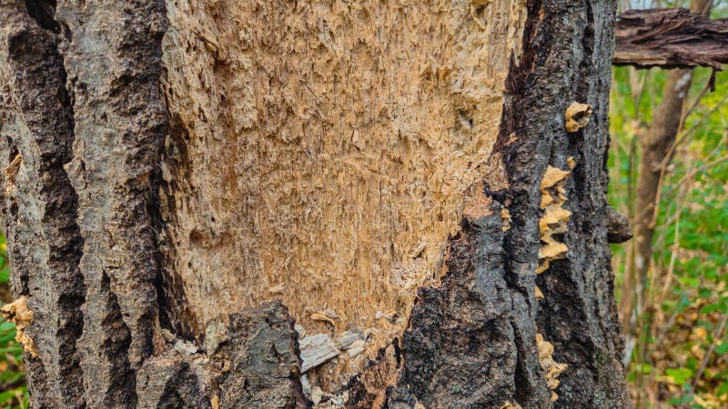 Beetle and Woodpecker Bark Damage on Tree Texture Background Stock ...