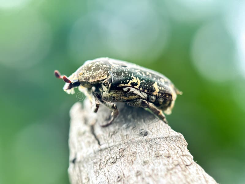 Mango Flower Beetle (Protaetia Acuminata) Stock Image - Image of beauty ...