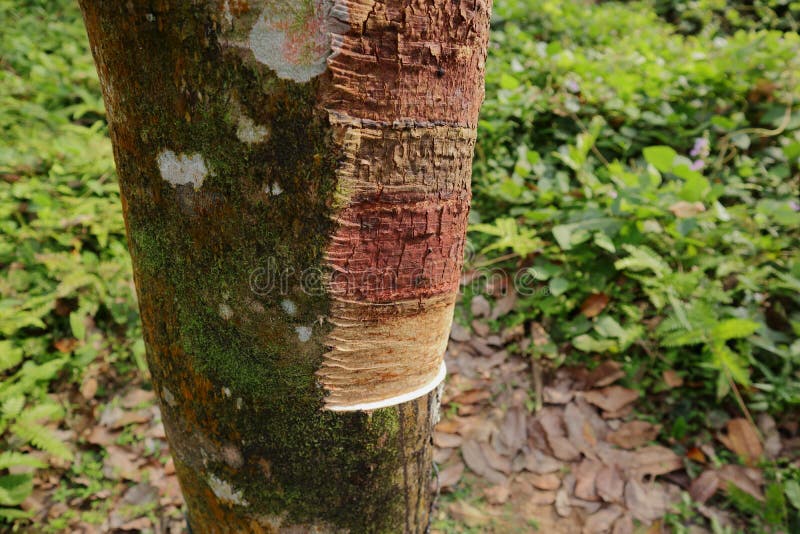 Close Up of a Beginning Section on Rubber Tapping of a Rubber Stem ...