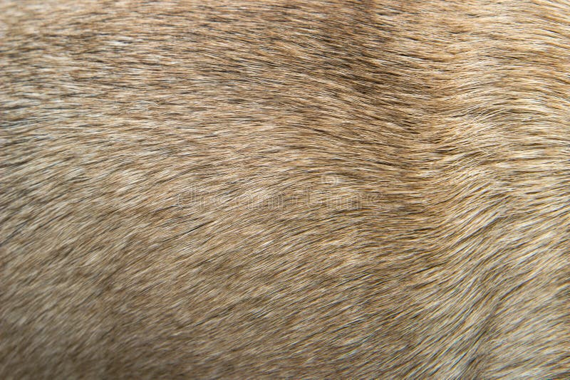 Close Up of a Beige Dog Texture Fur, Close Up Stock Photo - Image of ...