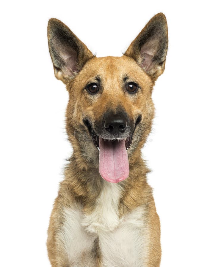 Close-up of a Belgian Shepherd Dog Panting, Looking at the Camera Stock ...