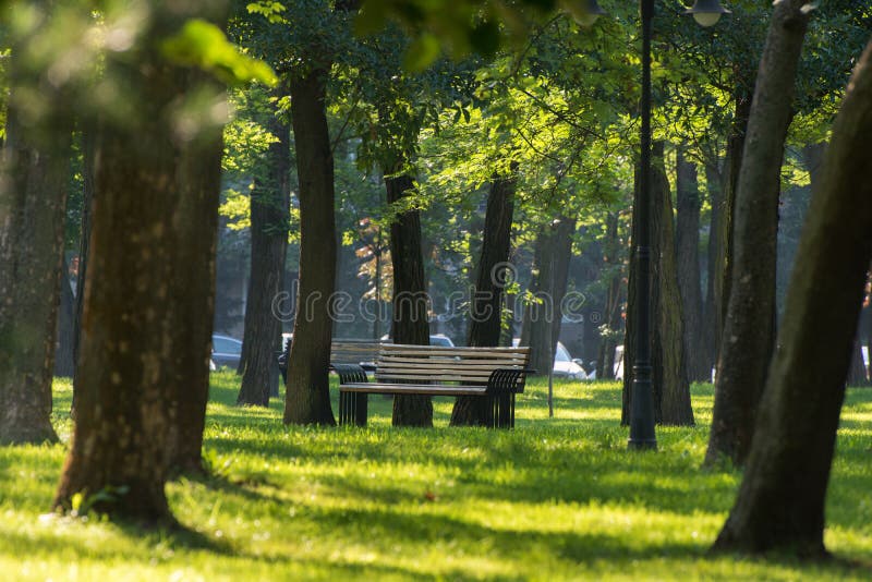 Close Up of Bench in Morning Park Stock Photo - Image of sunny, rural ...