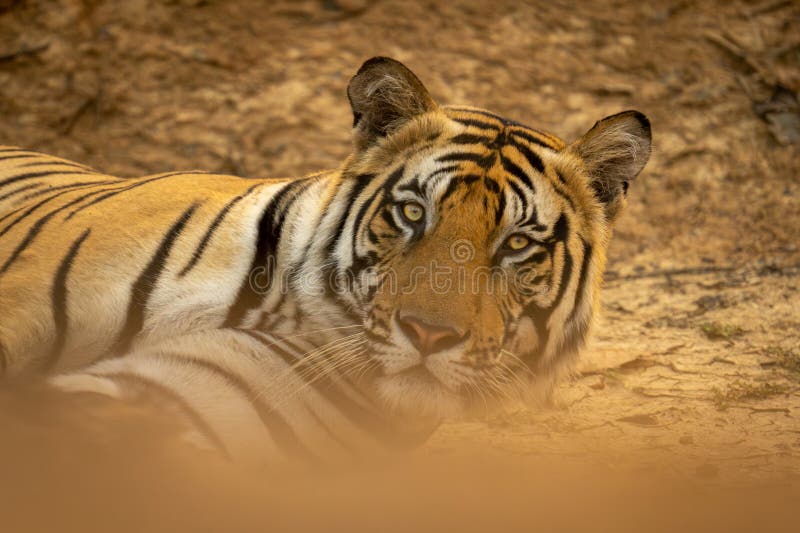 Close-up of Bengal Tiger Lying on Sand Stock Image - Image of close ...