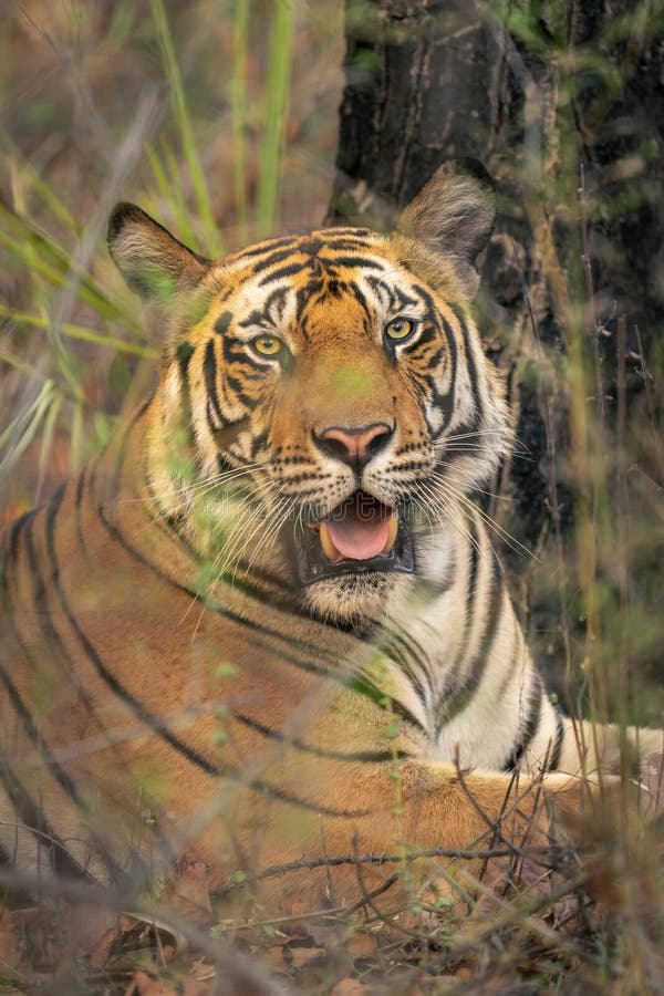 Close-up of Bengal Tiger Lying Watching Camera Stock Photo - Image of ...