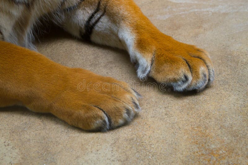 Close up Tiger foot. stock photo. Image of animal, abstract - 99578268