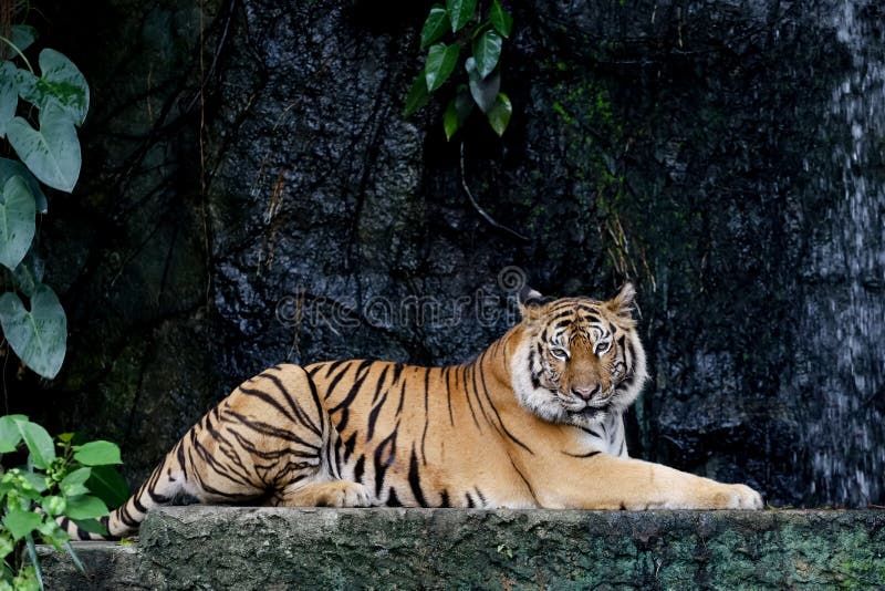 Close Up Bengal Tiger is Sit Down Stock Image - Image of mammal ...