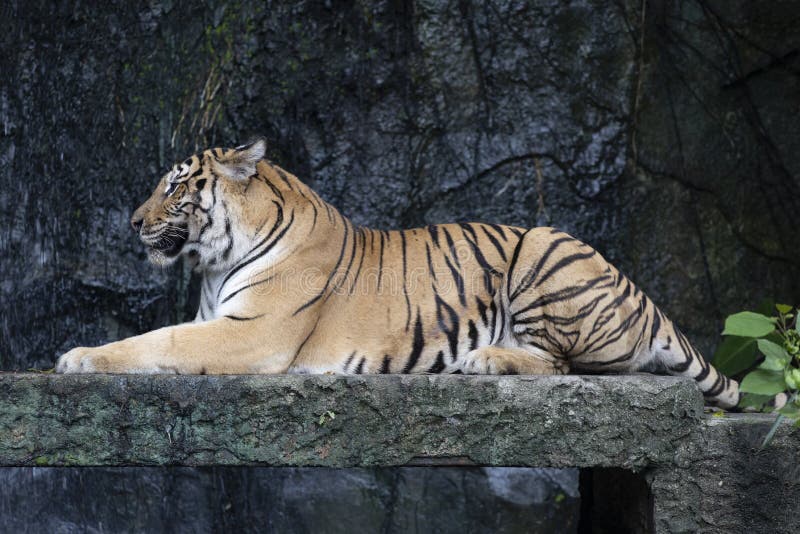Close Up Bengal Tiger is Sit Down in Forest Stock Photo - Image of ...
