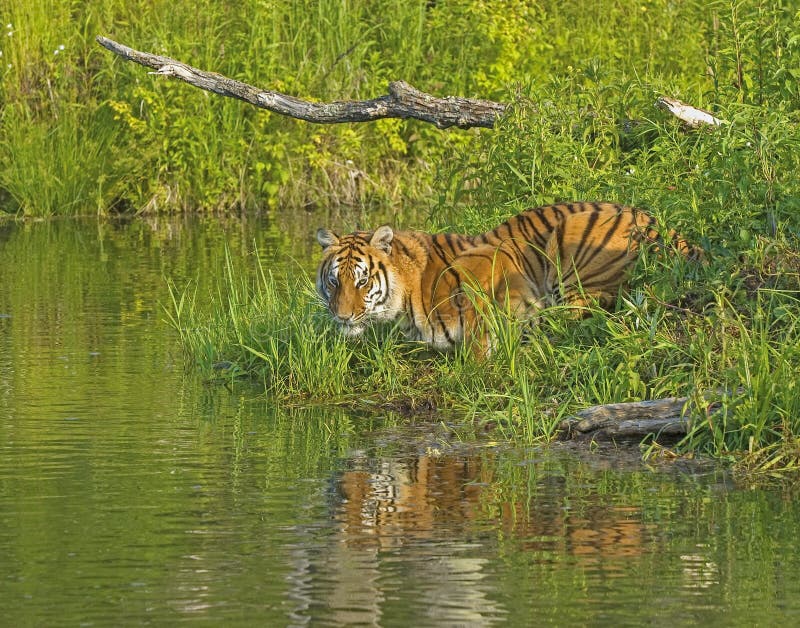 Bengal tigress close up stock photo. Image of tigress - 227070548 Bengal tigress close up stock photo. Image of tigress - 227070548