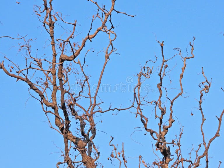 Tree branches stock photo. Image of bent, close, wood - 352865092