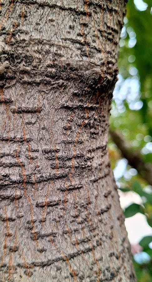 A Close-up of a Bent Tree Trunk Showing Its Texture. Stock Image ...