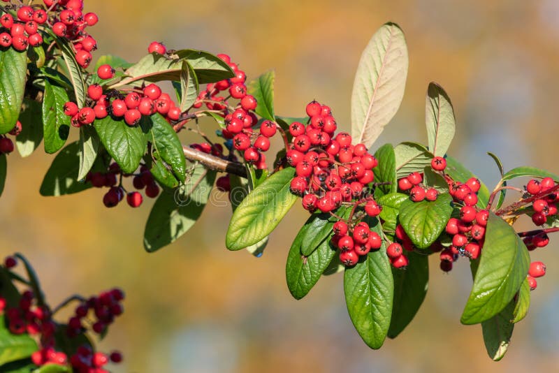 Cotoneaster berries stock photo. Image of colorful, closeup - 236240146