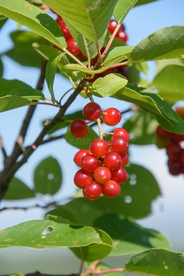 Close Up of a Berry Tree Branch Stock Photo - Image of closeup, ripe ...