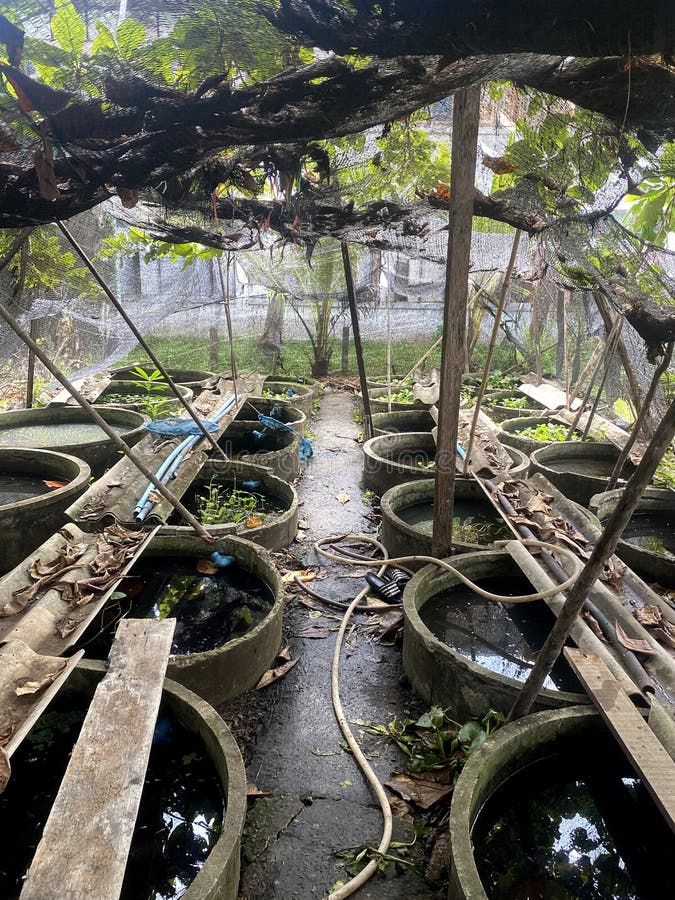 Fish Darm Stock Photos - Free & Royalty-Free Stock Photos from Dreamstime