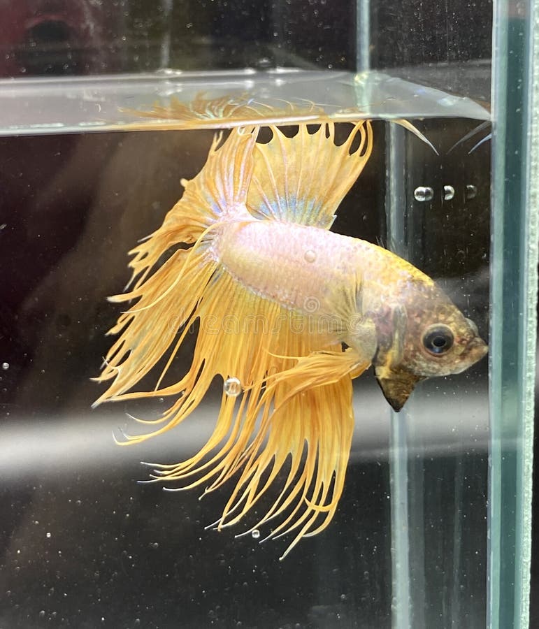A Small Betta Fish in the Aquarium, Siamese Fighting Fish Stock Image ...