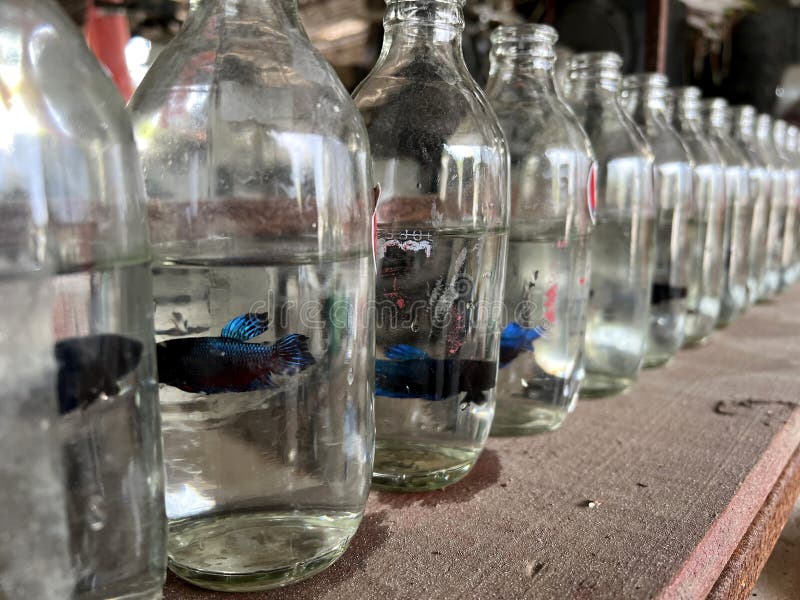 Close Up Betta Fish in Glass Bottle Stock Image - Image of blue ...