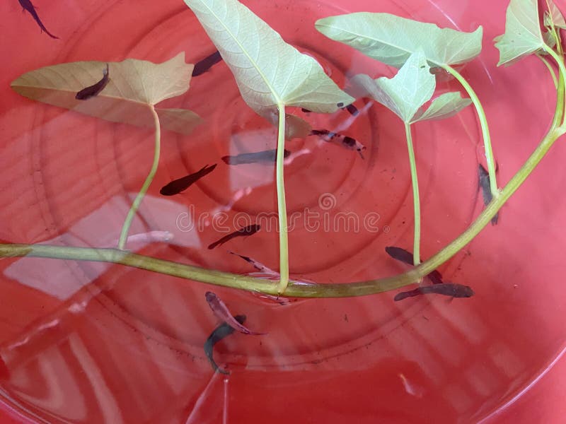 Betta fish in red basin stock photo. Image of leaves - 237606310