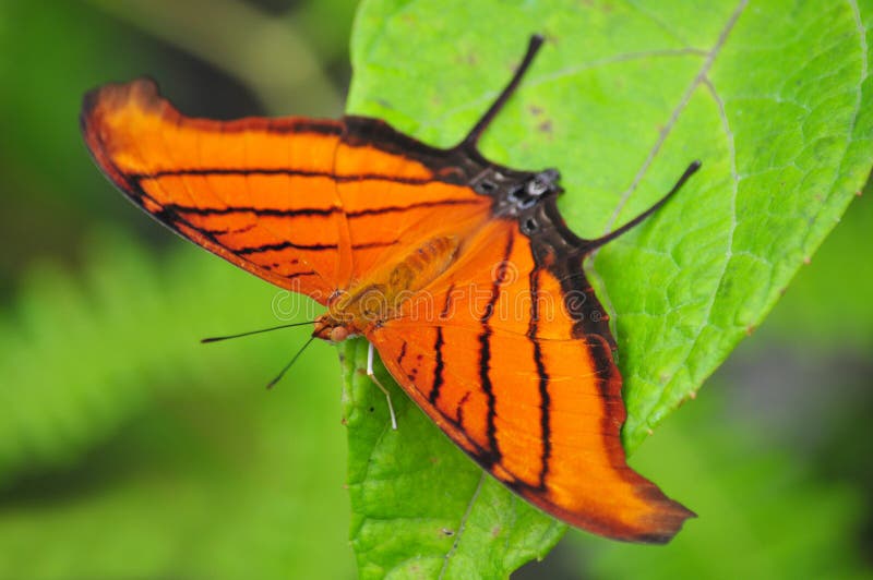 Close Up of a Beutiful Ruddy Daggerwing Butterfly Stock Photo - Image ...