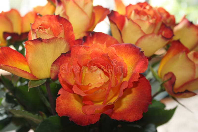 Close Up of Bicolor Red and Yellow High and Magic Roses Stock Photo ...