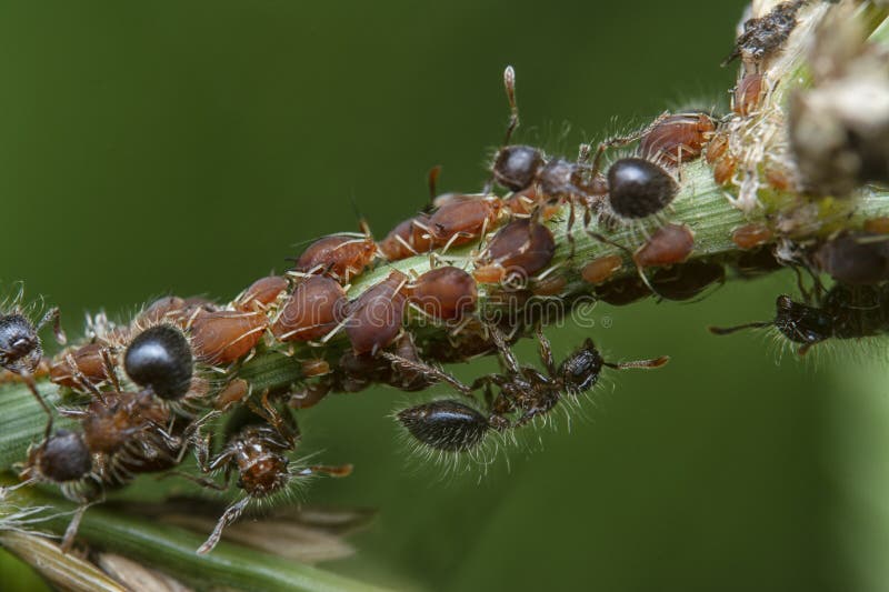 Close Up of the Bicolored Shield Ants Feeding on the Aphids Larvae ...