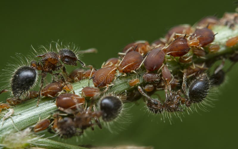 Close Up of the Bicolored Shield Ants Feeding on the Aphids Larvae ...