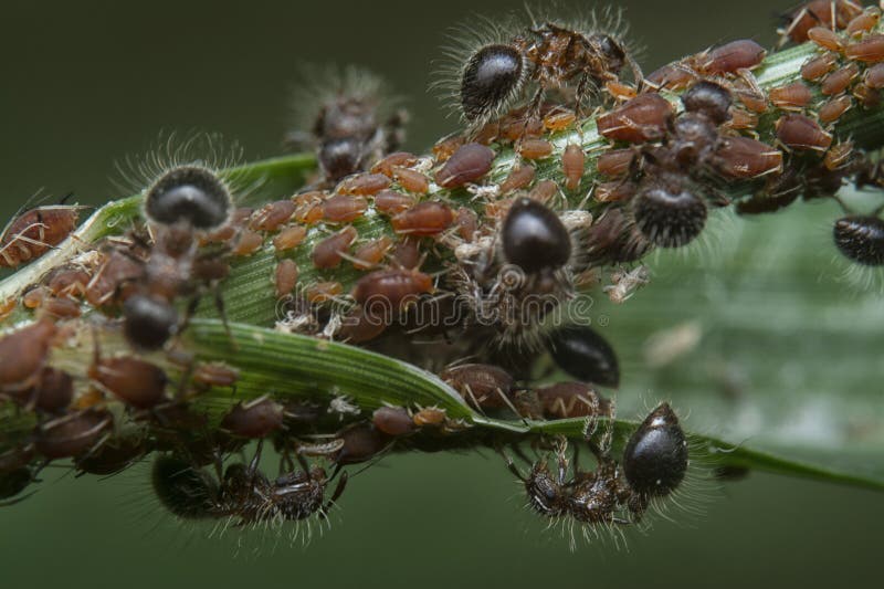 Close Up of the Bicolored Shield Ants Feeding on the Aphids Larvae ...