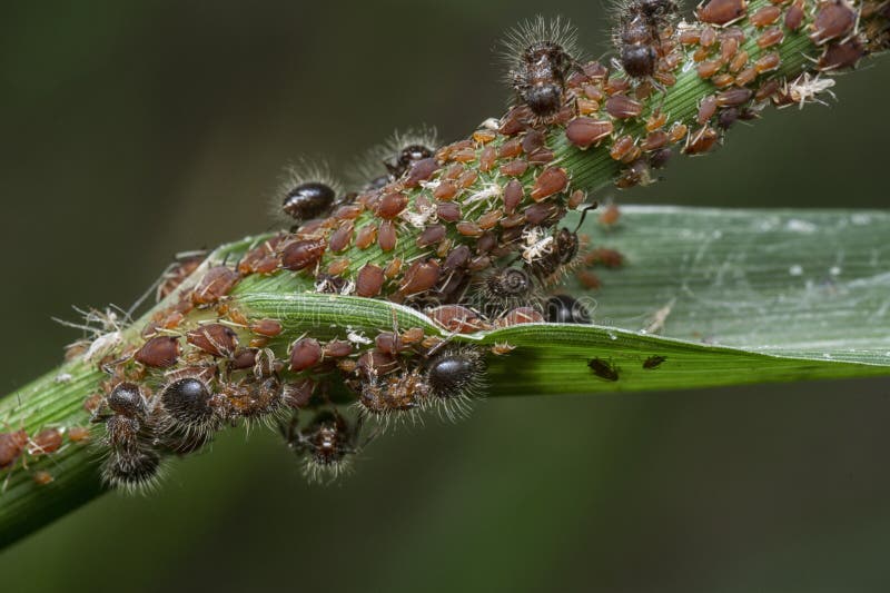 Close Up of the Bicolored Shield Ants Feeding on the Aphids Larvae ...